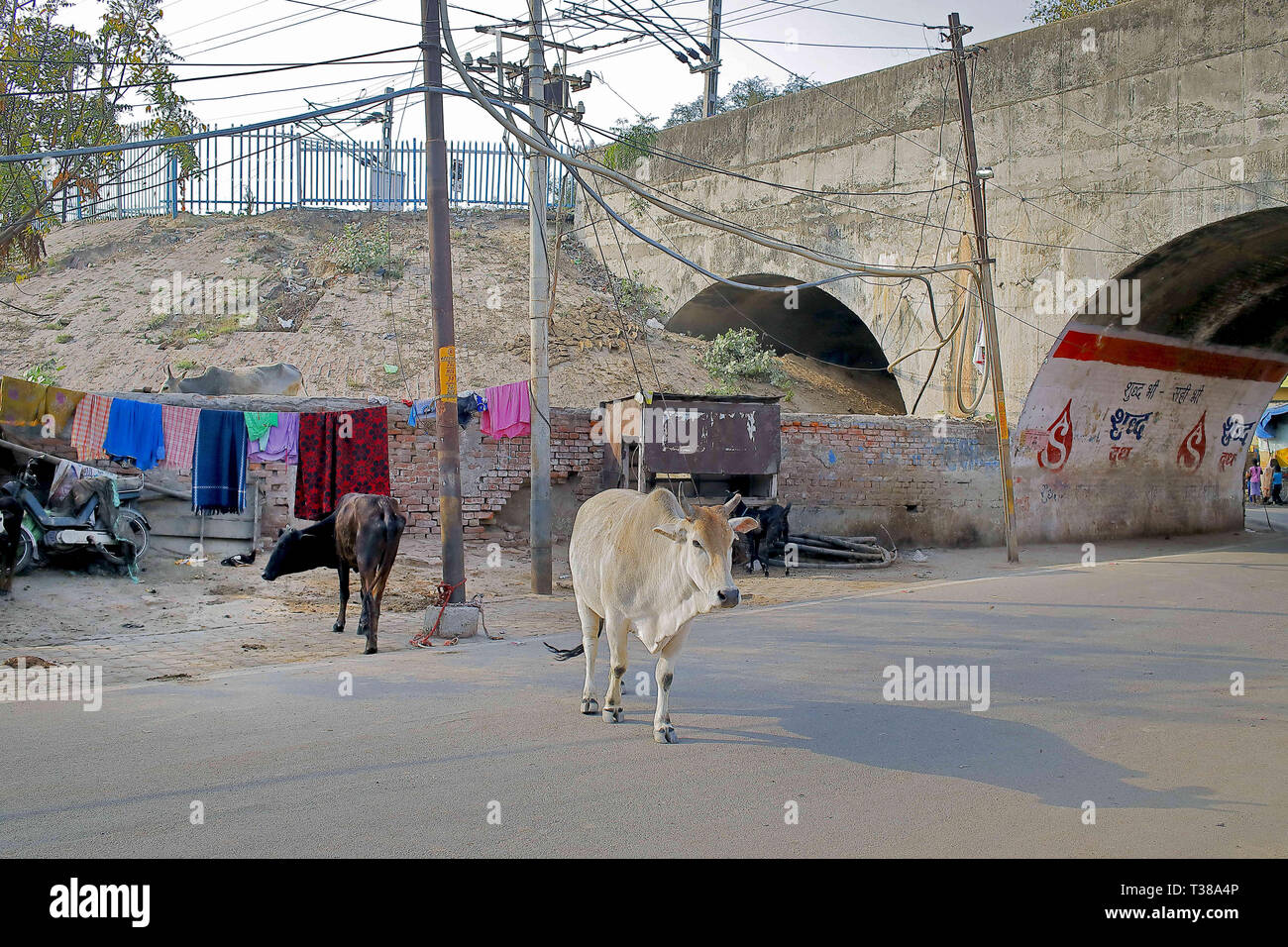 Cow slaughter india hi-res stock photography and images - Alamy