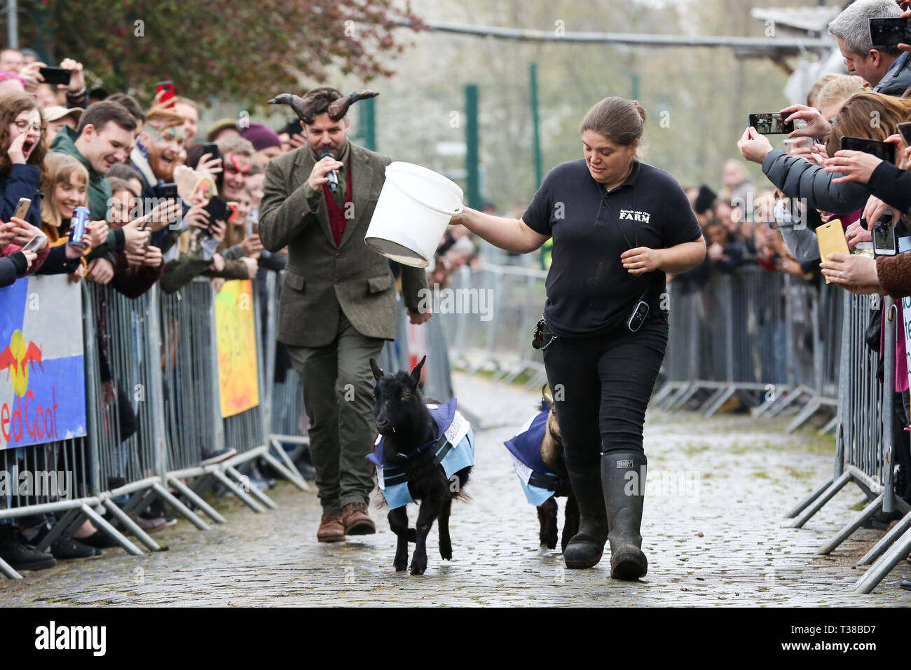 London, UK, UK. 7th Apr, 2019. Two pygmy goats are seen running during ...