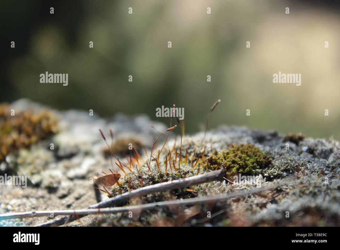 Outdoor plant environment hi-res stock photography and images - Alamy