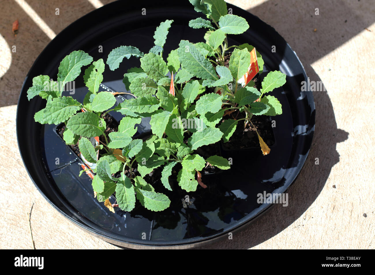 Lacinato kale or known as Tuscan Kale seedlings Stock Photo - Alamy