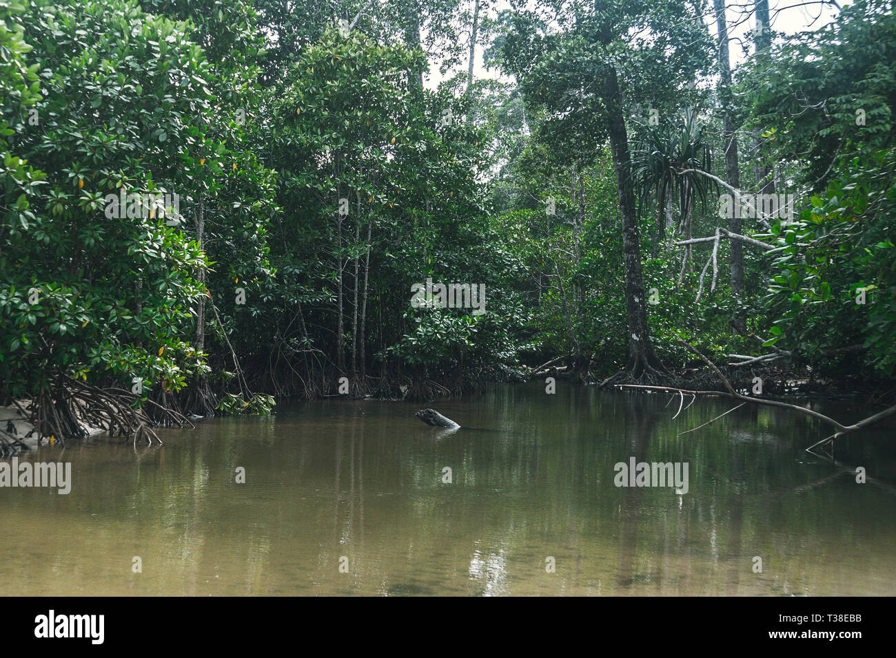 The green forest in the water, Mangroves tree background. wetland in ...