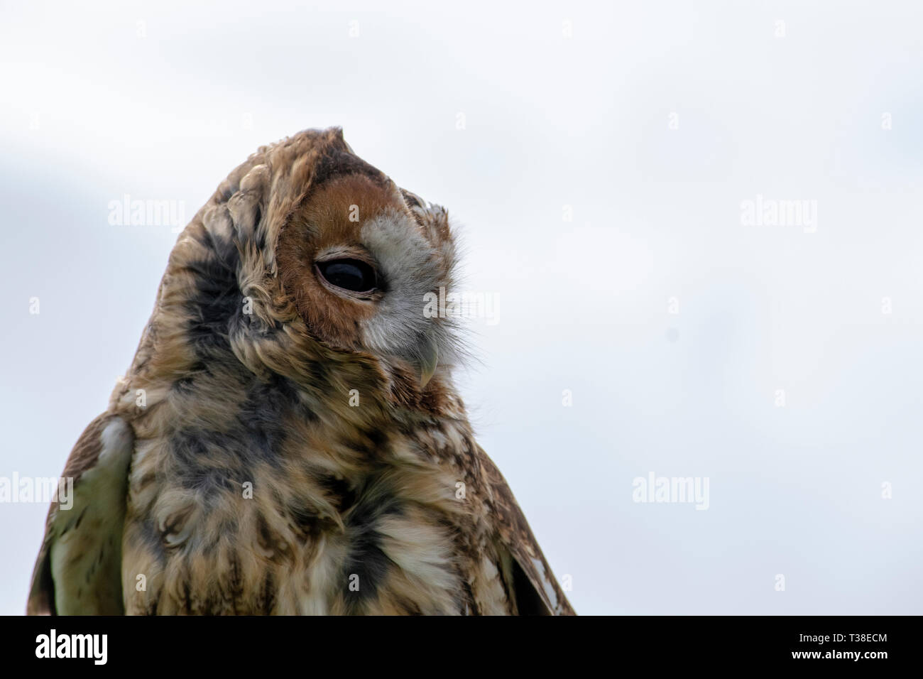 Close up tawny owl hi-res stock photography and images - Alamy