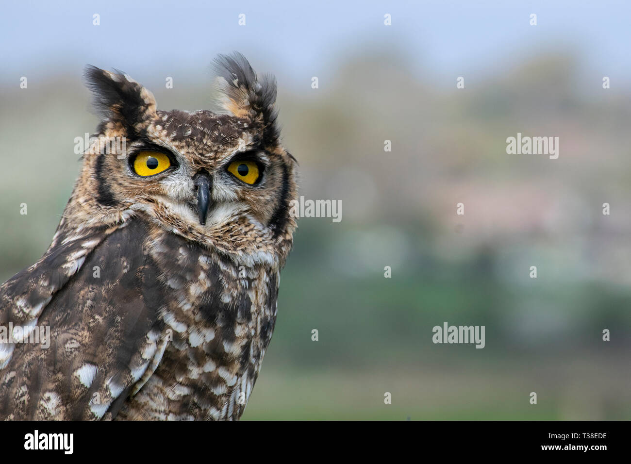 African Spotted Eagle Owl Stock Photo - Alamy