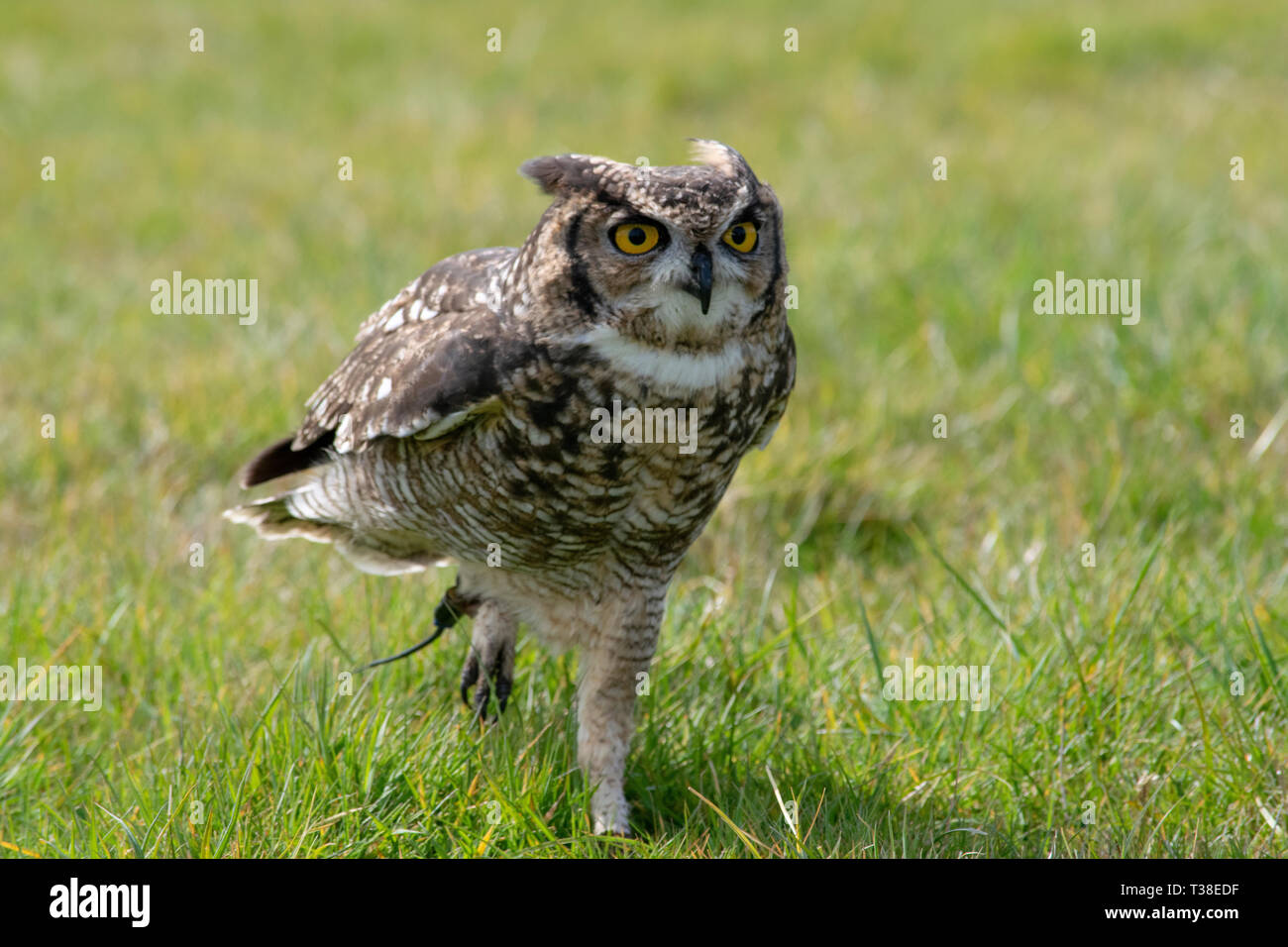 African Spotted Eagle Owl Stock Photo - Alamy