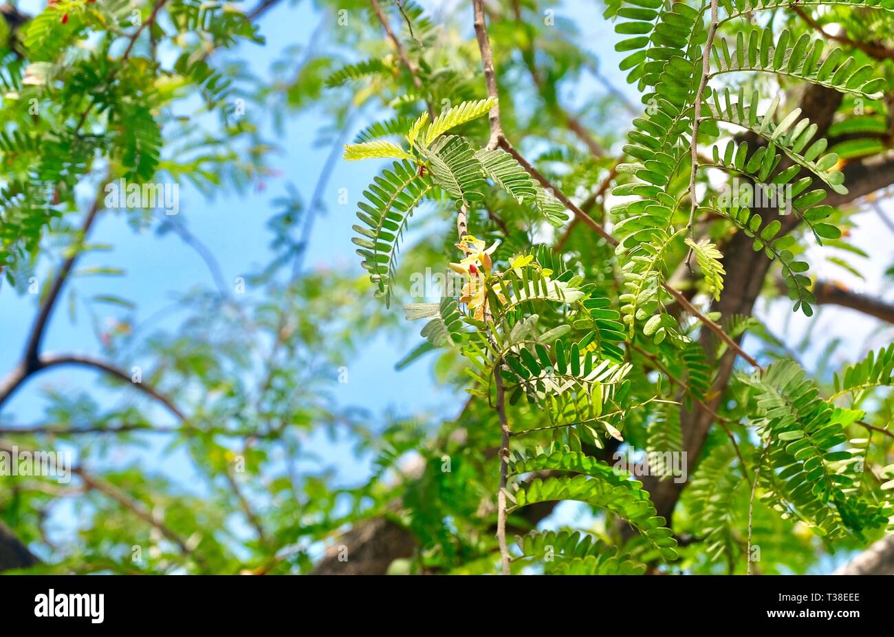 Fresh Fruits, Fresh Blossoms of Tamarind and Green Leaves Hanging on ...