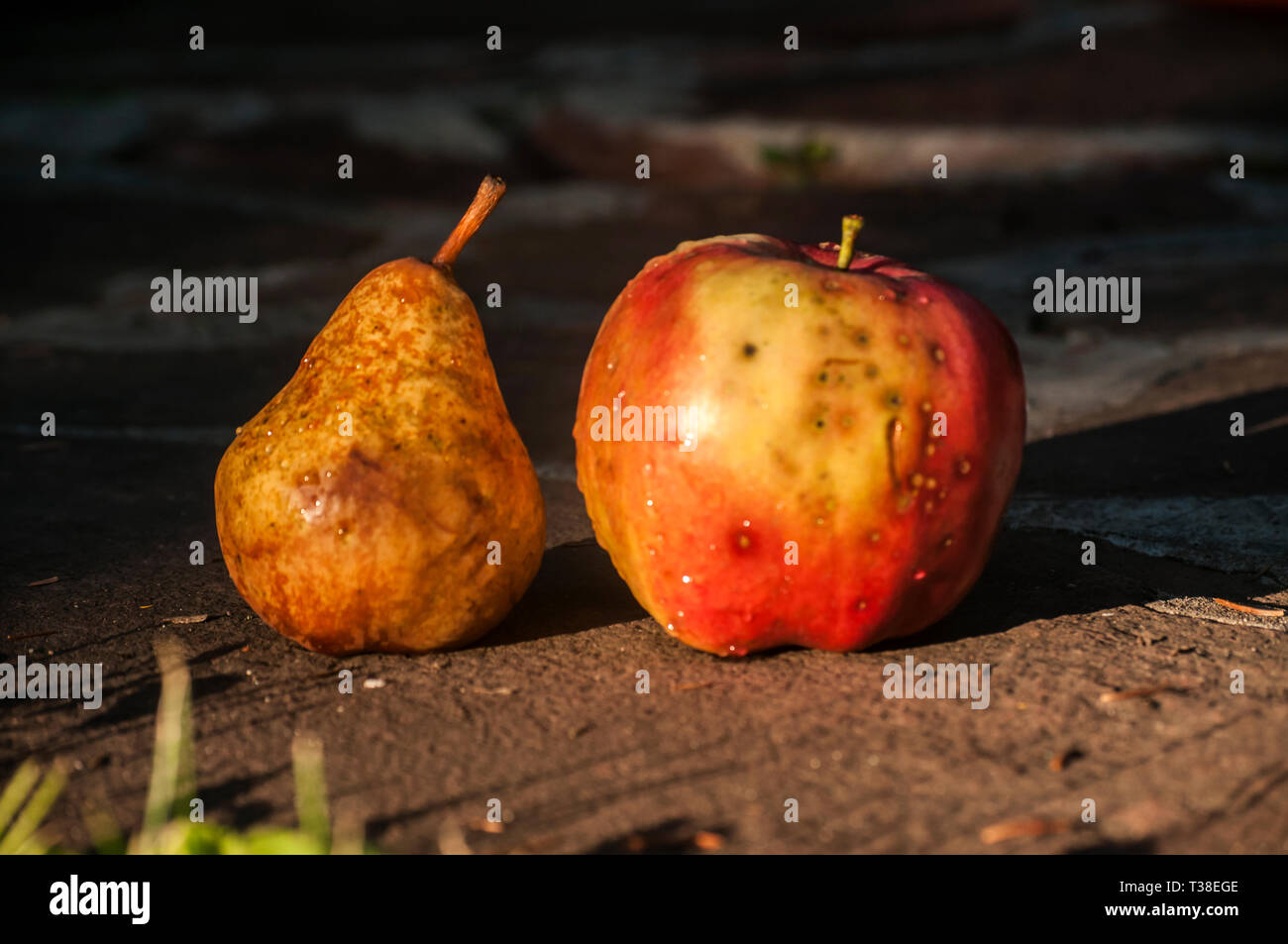Organic late summer red and yellow apple variety and russeting pear ...