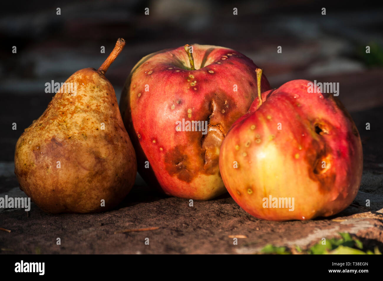 Organic late summer red and yellow apple variety and russeting pear ...
