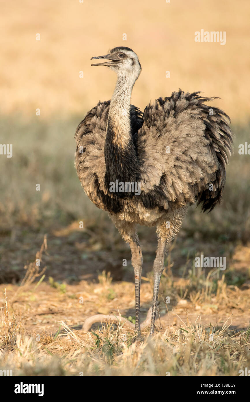 Greater Rhea, Rhea americana, Pantanal, Mato Grosso, Brazil Stock Photo ...