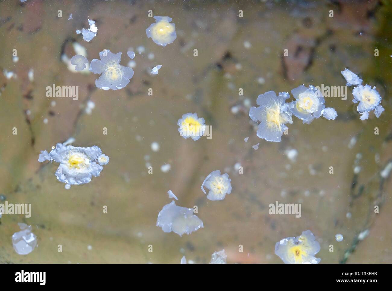 Lustral water hi-res stock photography and images - Alamy