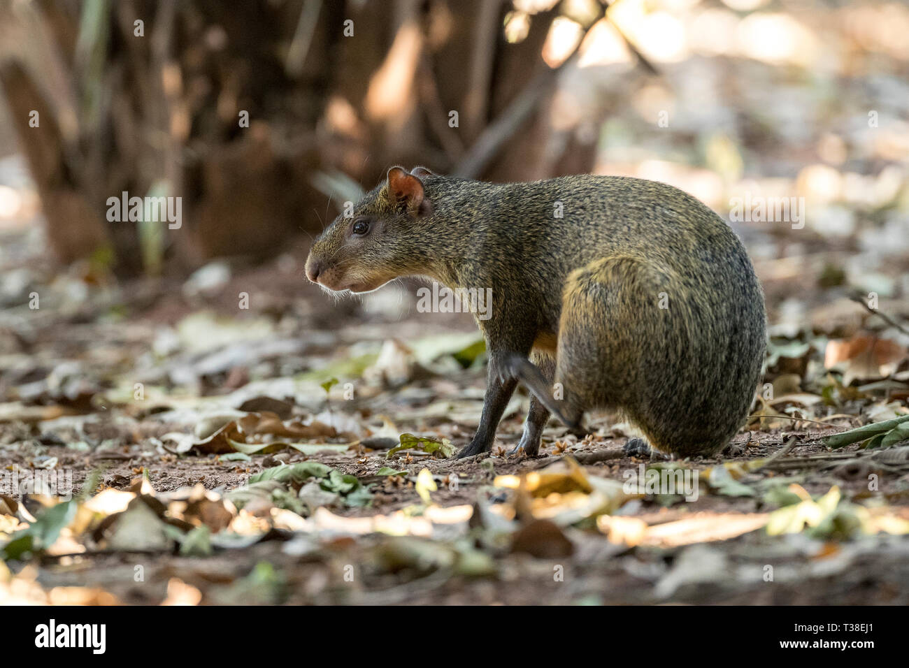 Azaras Agouti, Dasyprocta azarae, Bonito, Mato Grosso do Sul, Brazil ...