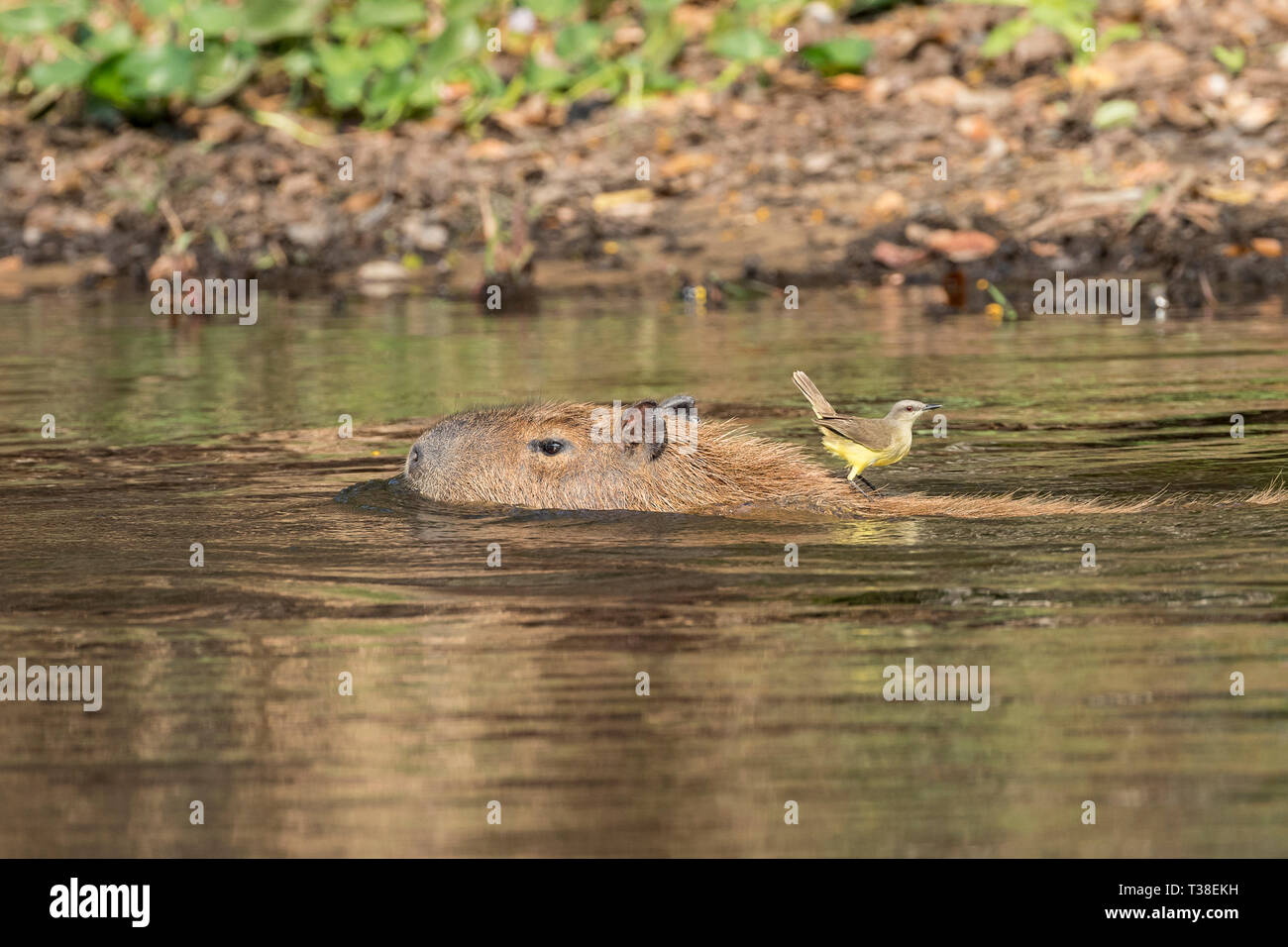 Female Capybara, Hydrochoerus hydrochaeris, Pantanal, Mato Grosso do ...
