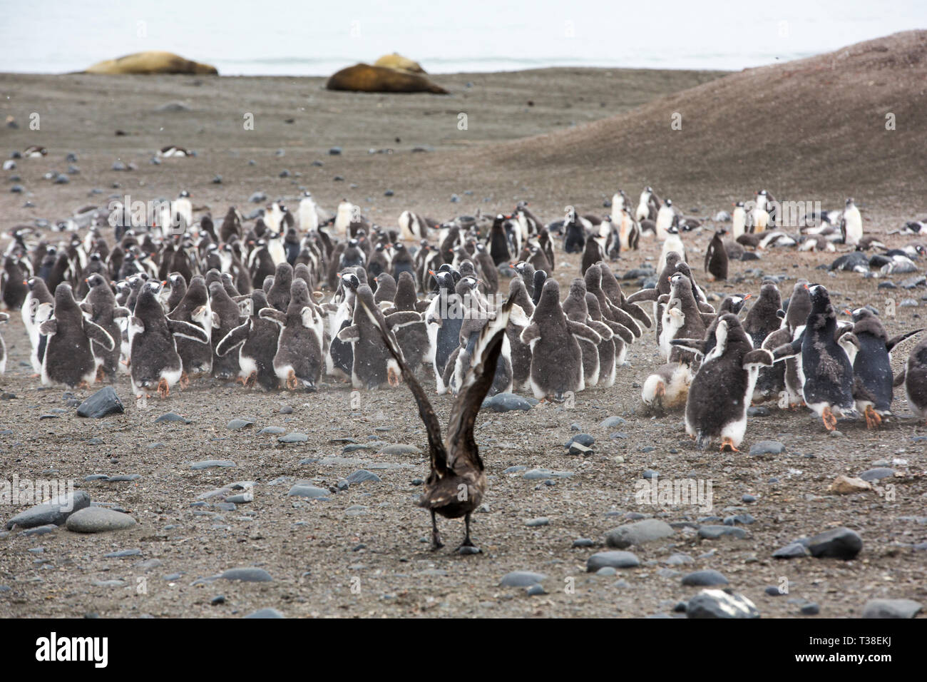 Seal attacking penguin hi-res stock photography and images - Alamy