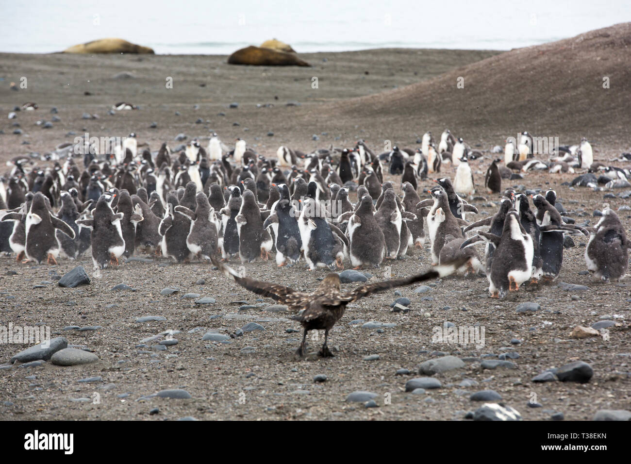 Seal attacking penguin hi-res stock photography and images - Alamy