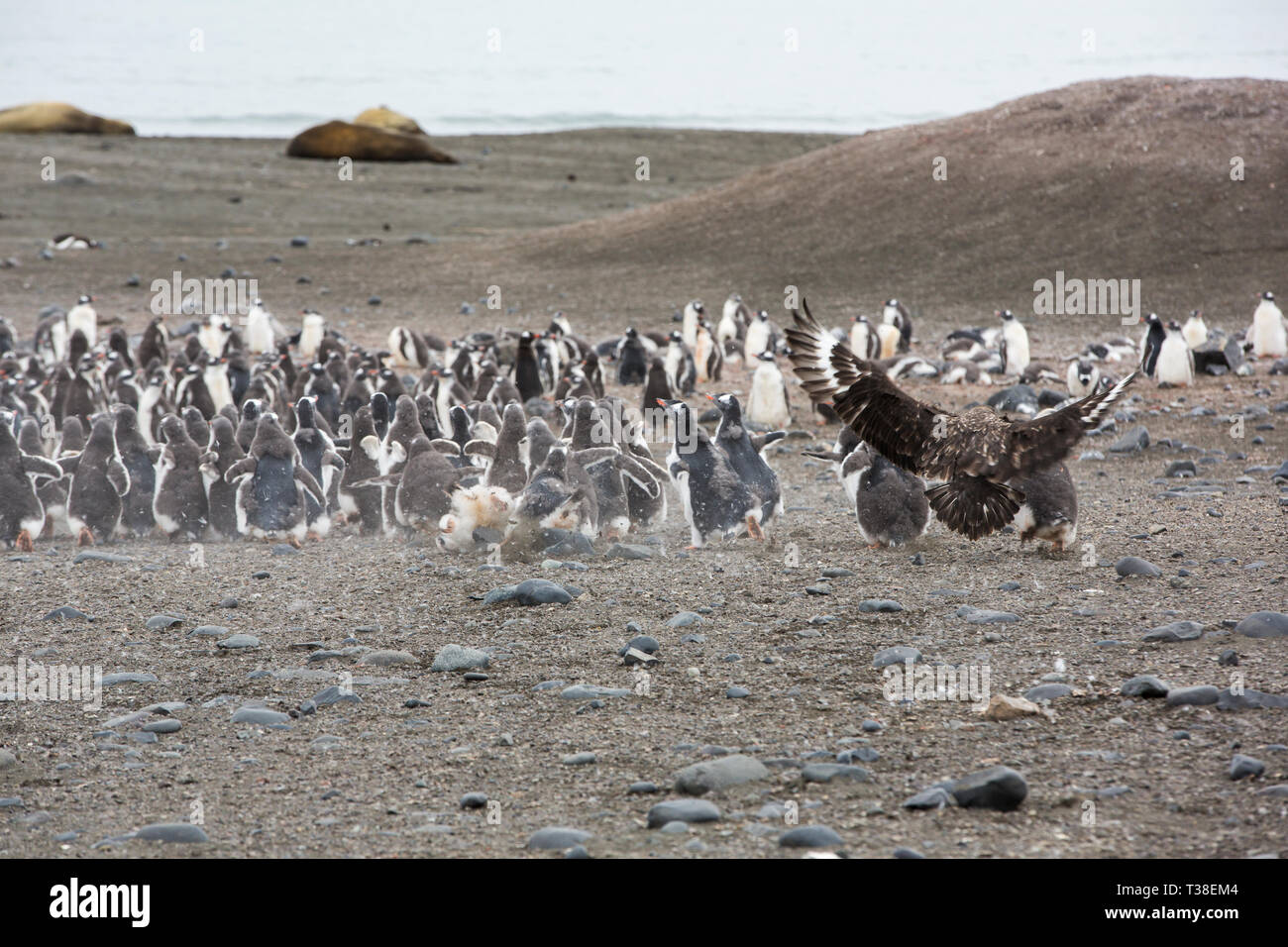 Seal attacking penguin hi-res stock photography and images - Alamy
