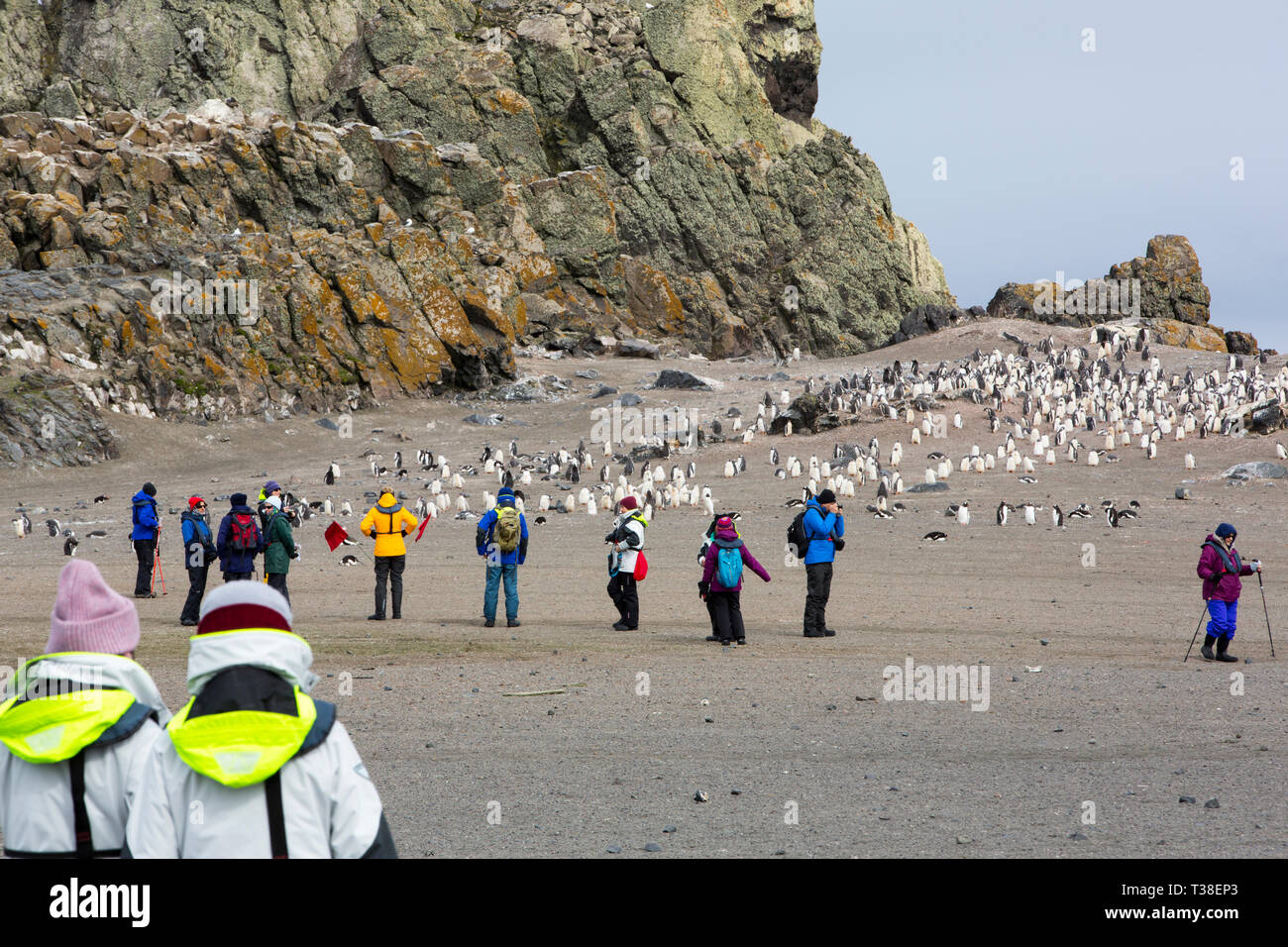 Gentoo Penguin, Pygoscelis papua chicks and tourists at Elephant Point ...