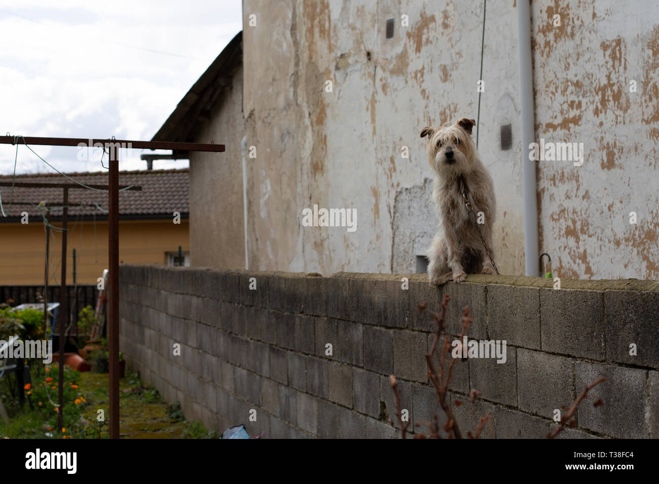 Dog wall hi-res stock photography and images - Alamy