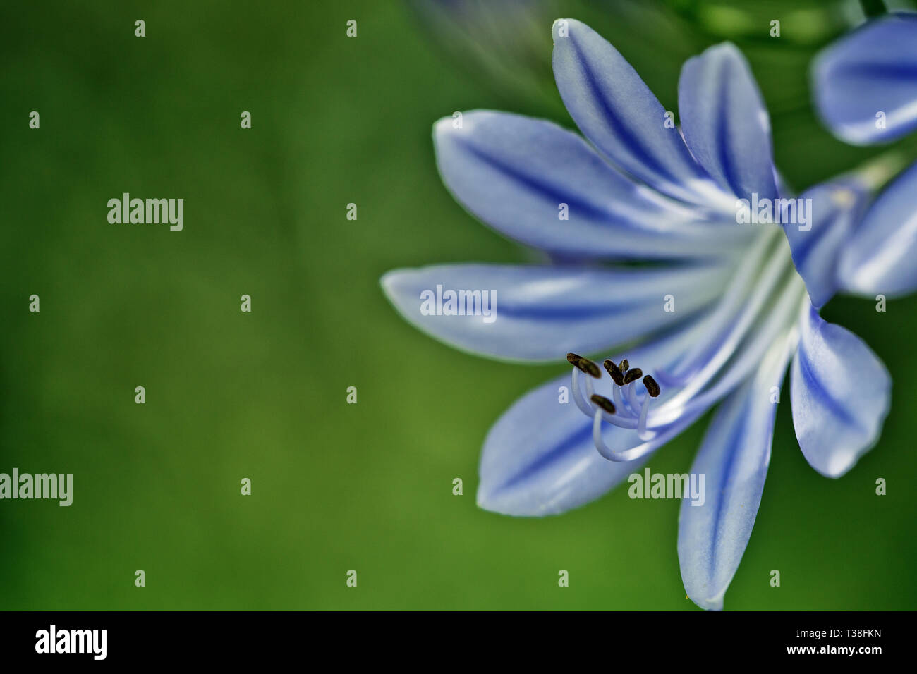 Blue onion hi-res stock photography and images - Alamy