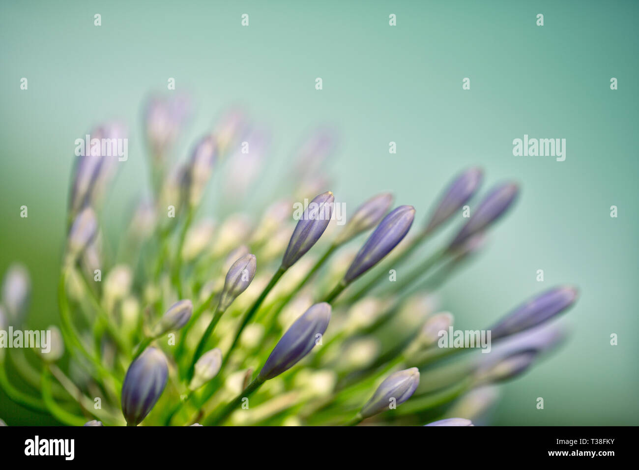 Blue onion flowers hi-res stock photography and images - Alamy