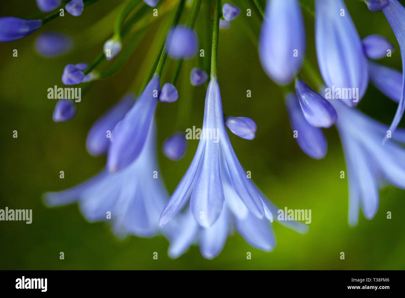 Blue onion hi-res stock photography and images - Alamy