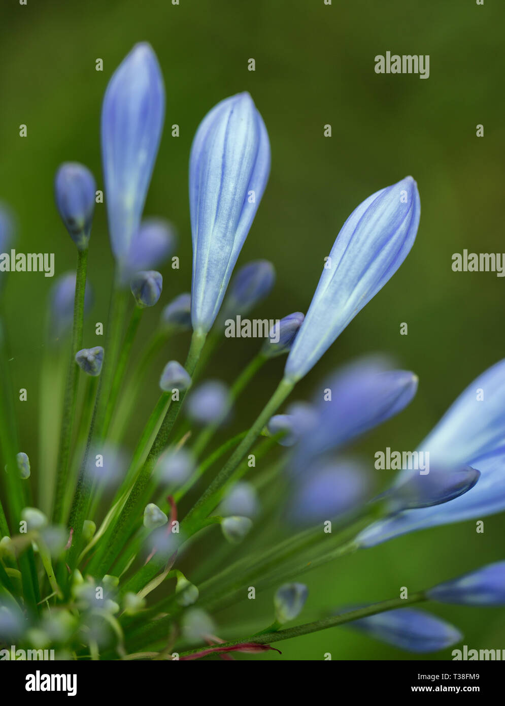 Blue onion flowers hi-res stock photography and images - Alamy
