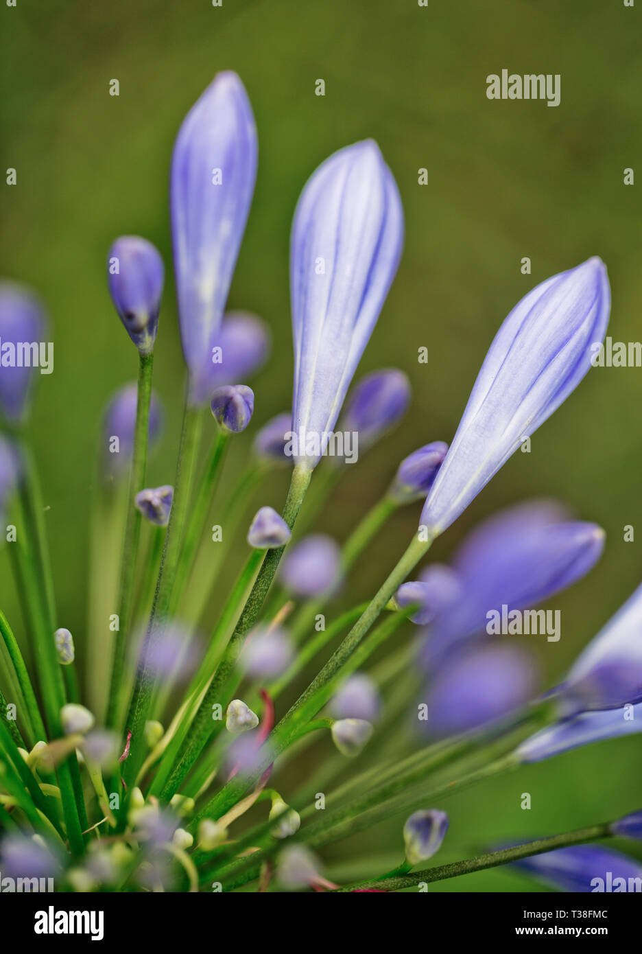 Blue onion flowers hi-res stock photography and images - Alamy