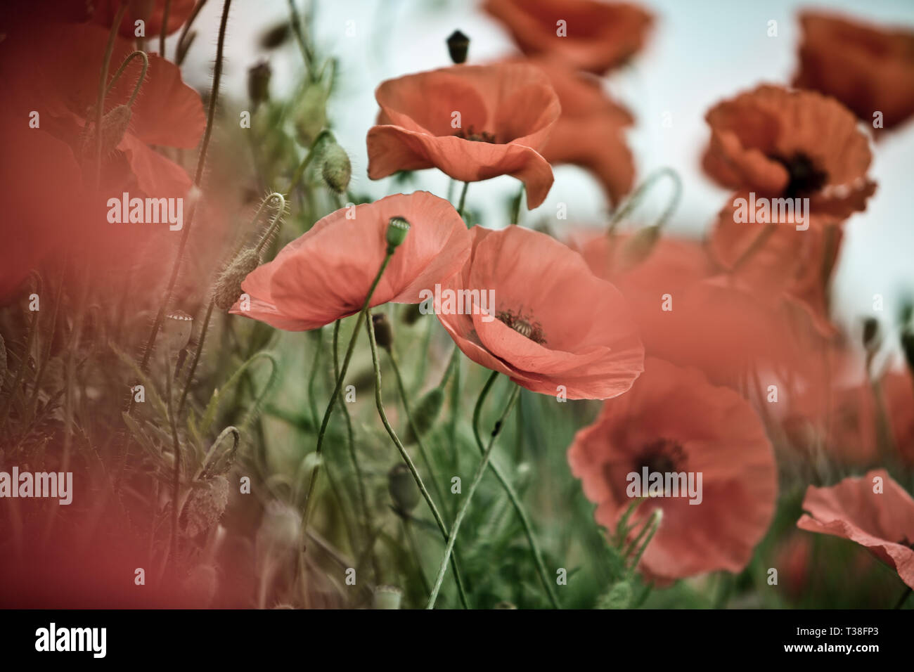 Bright wildflower field hi-res stock photography and images - Alamy