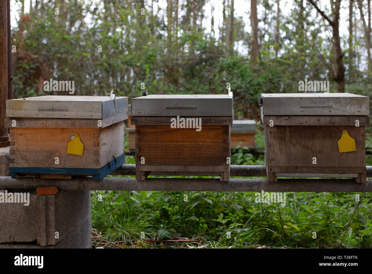 Beekeeper’s Hive (Artificial Hive Stock Photo - Alamy