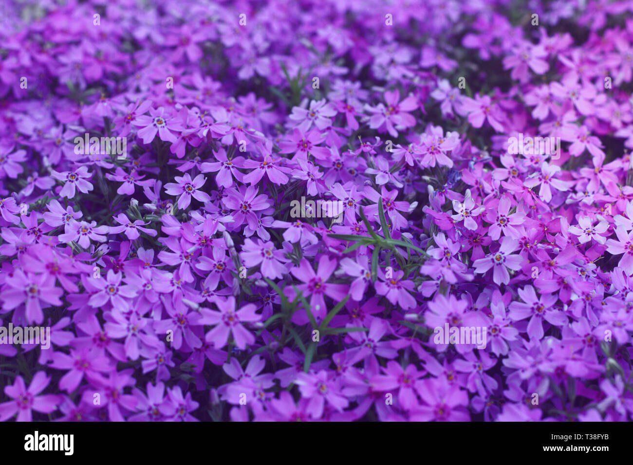 Proton purple flowers modern design backdrop. Selective focus Stock ...