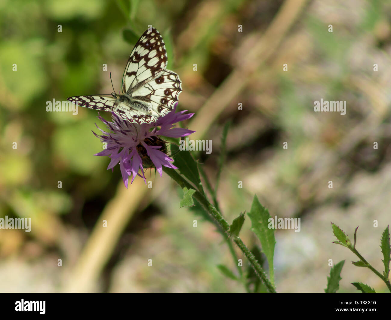 Melanargia ines, Spanish Marbled White Butterfly on a Knapweed Flower ...