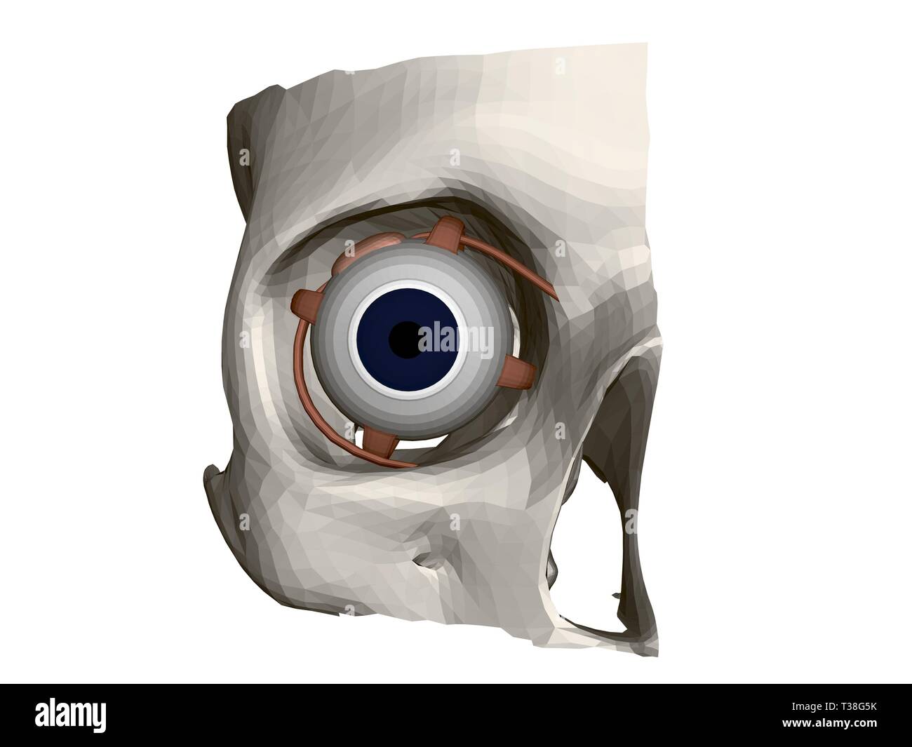Part of a human skull with an eye. Internal structure of the eye. Front ...