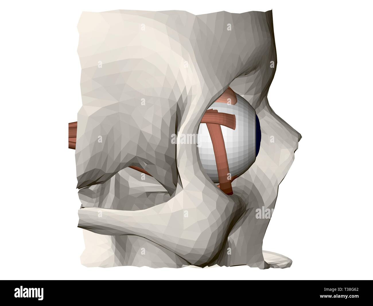 Part of a human skull with an eye. Internal structure of the eye. Side ...
