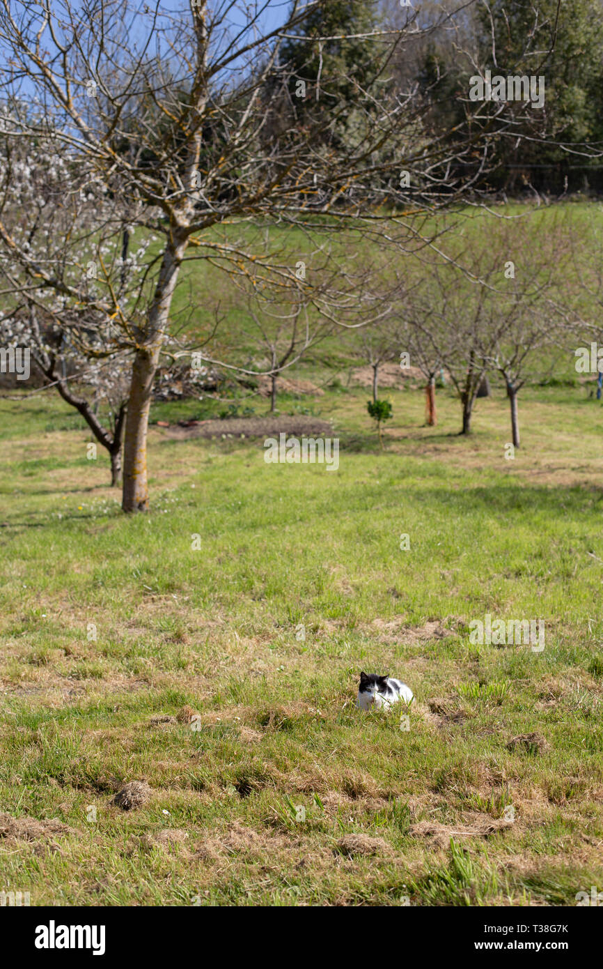 Cat under a blue sky hi-res stock photography and images - Alamy