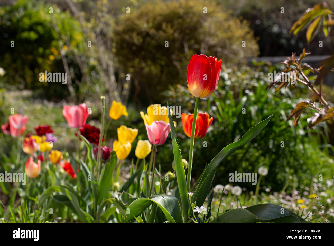 Amazing flowers hi-res stock photography and images - Alamy