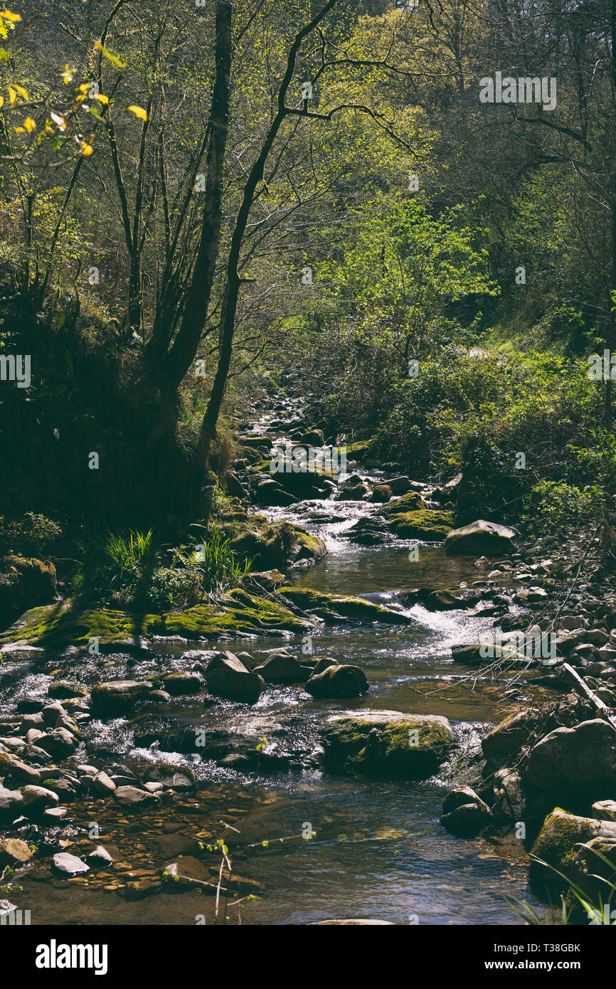 River in the forest Stock Photo - Alamy