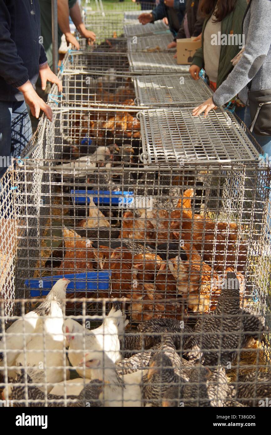 Barbecue feathers hi-res stock photography and images - Alamy