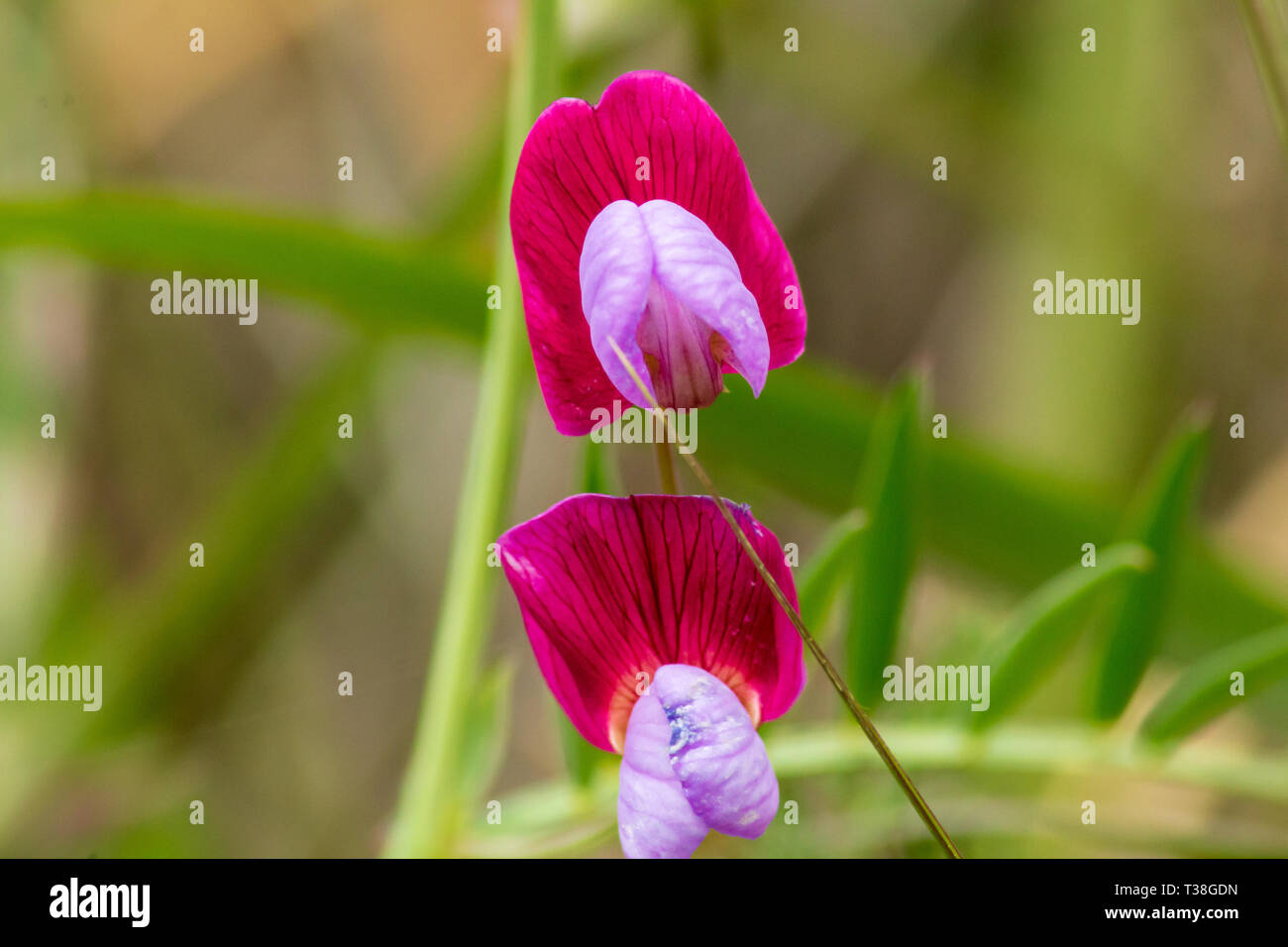 Lathyrus clymenum legume pea hi-res stock photography and images - Alamy