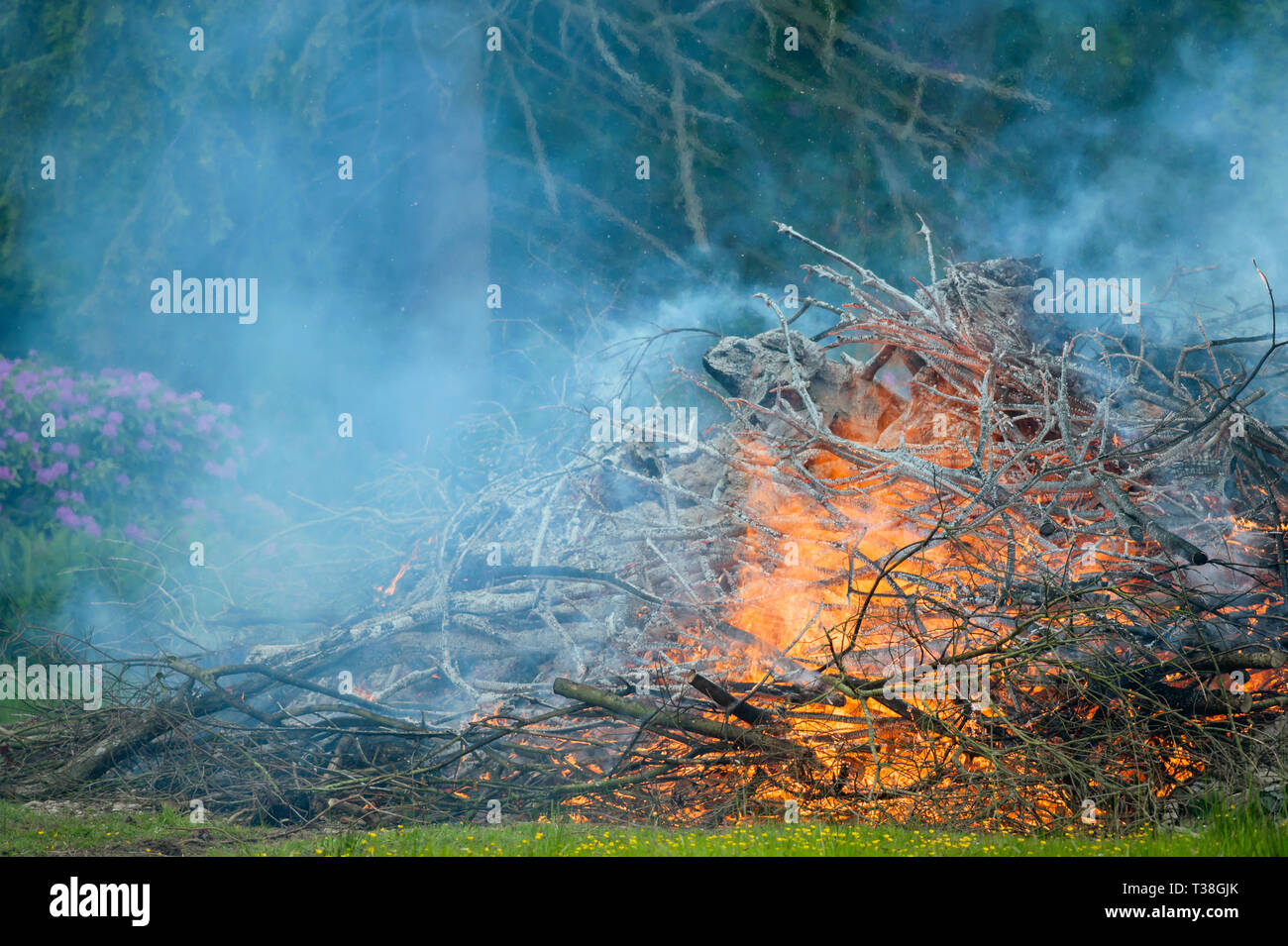 Large flaming and smoking bonfire in forest made up mainly of tree ...