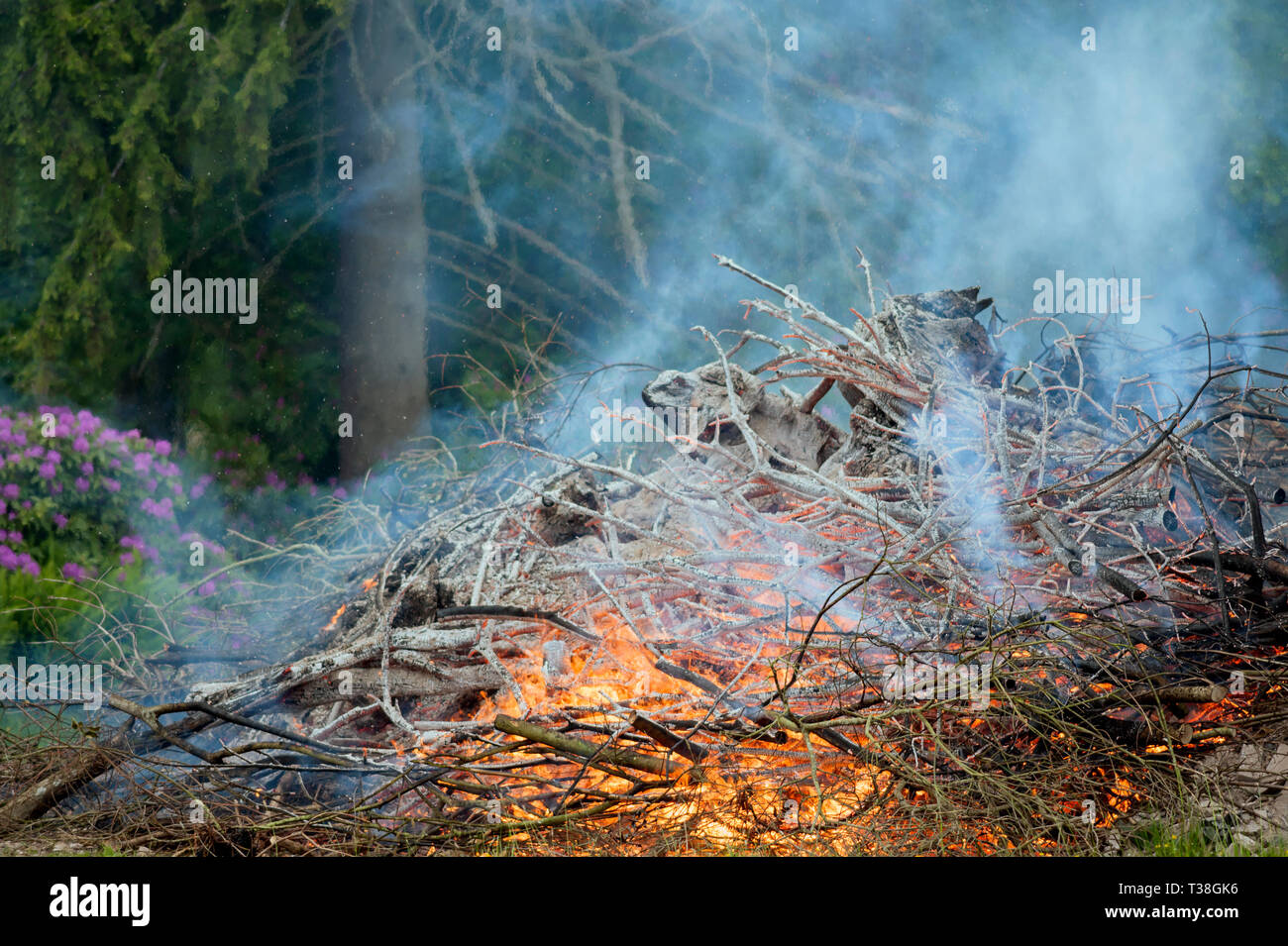 Large flaming and smoking bonfire in forest made up mainly of tree ...