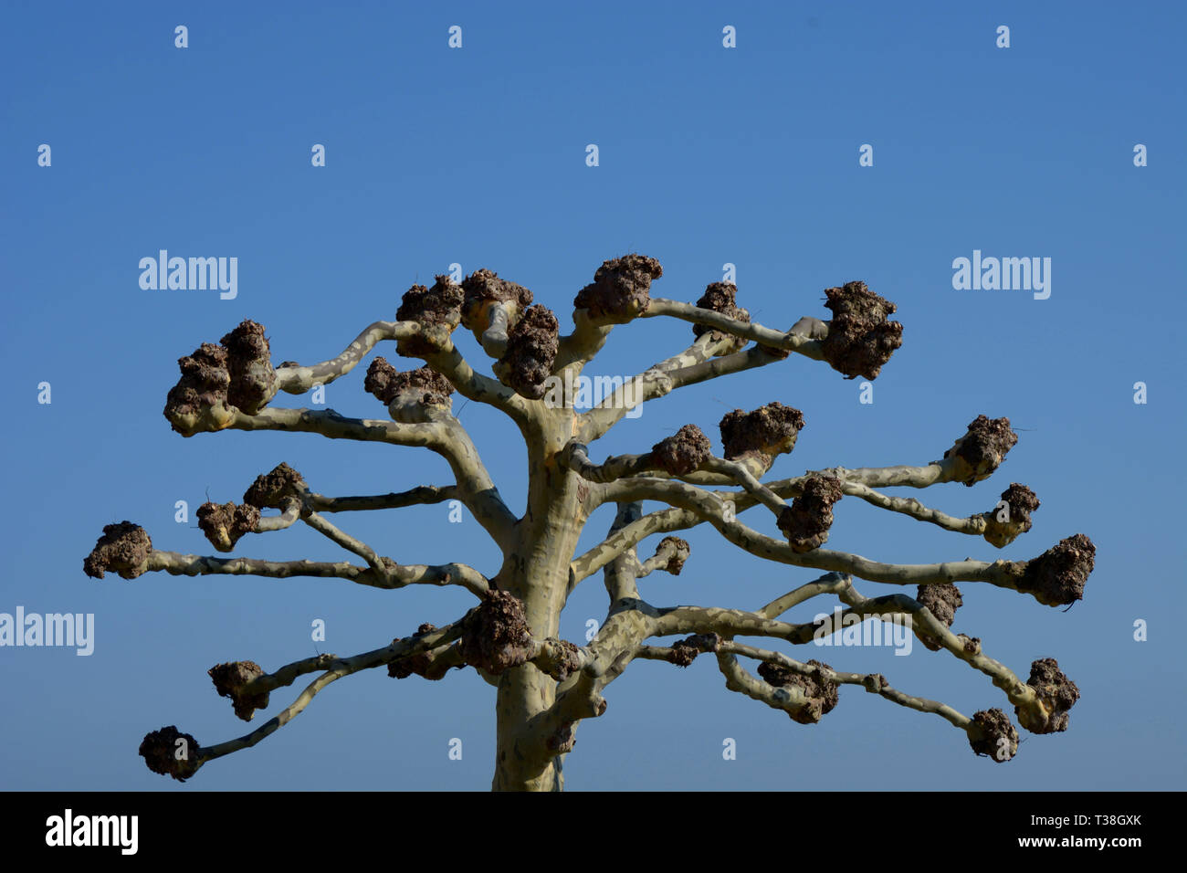 pruned platanus tree branches in early spring in front of azure sky ...