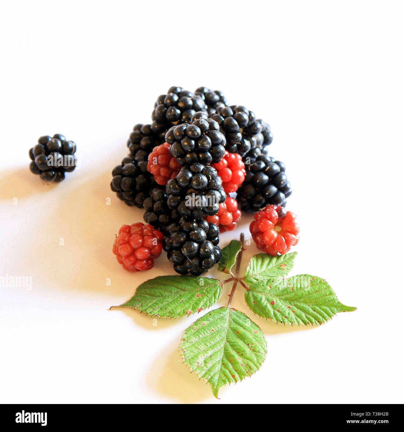 blackberries on white background Stock Photo - Alamy