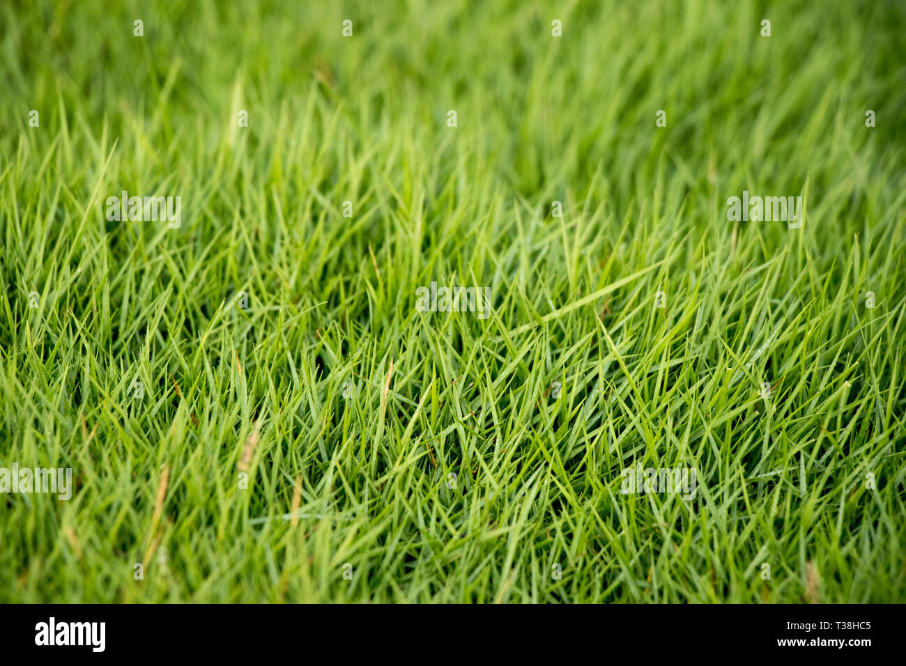 Closed up of green grass field background Stock Photo - Alamy