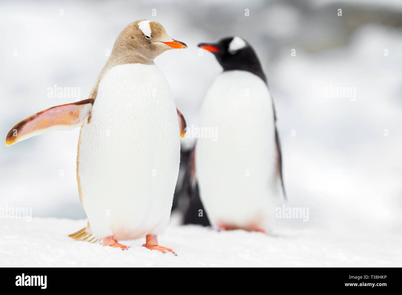 An albino gentoo penguin next to a normal one, Antarctica Stock Photo ...