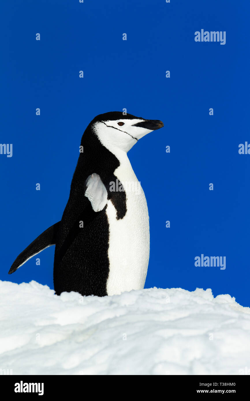 Behavior chin hi-res stock photography and images - Alamy