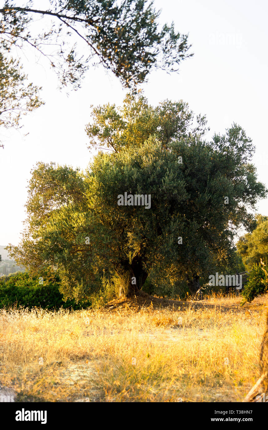 One olive tree hi-res stock photography and images - Alamy