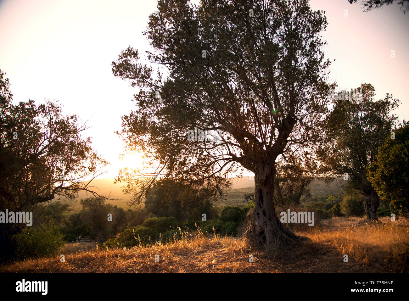 One olive tree hi-res stock photography and images - Alamy