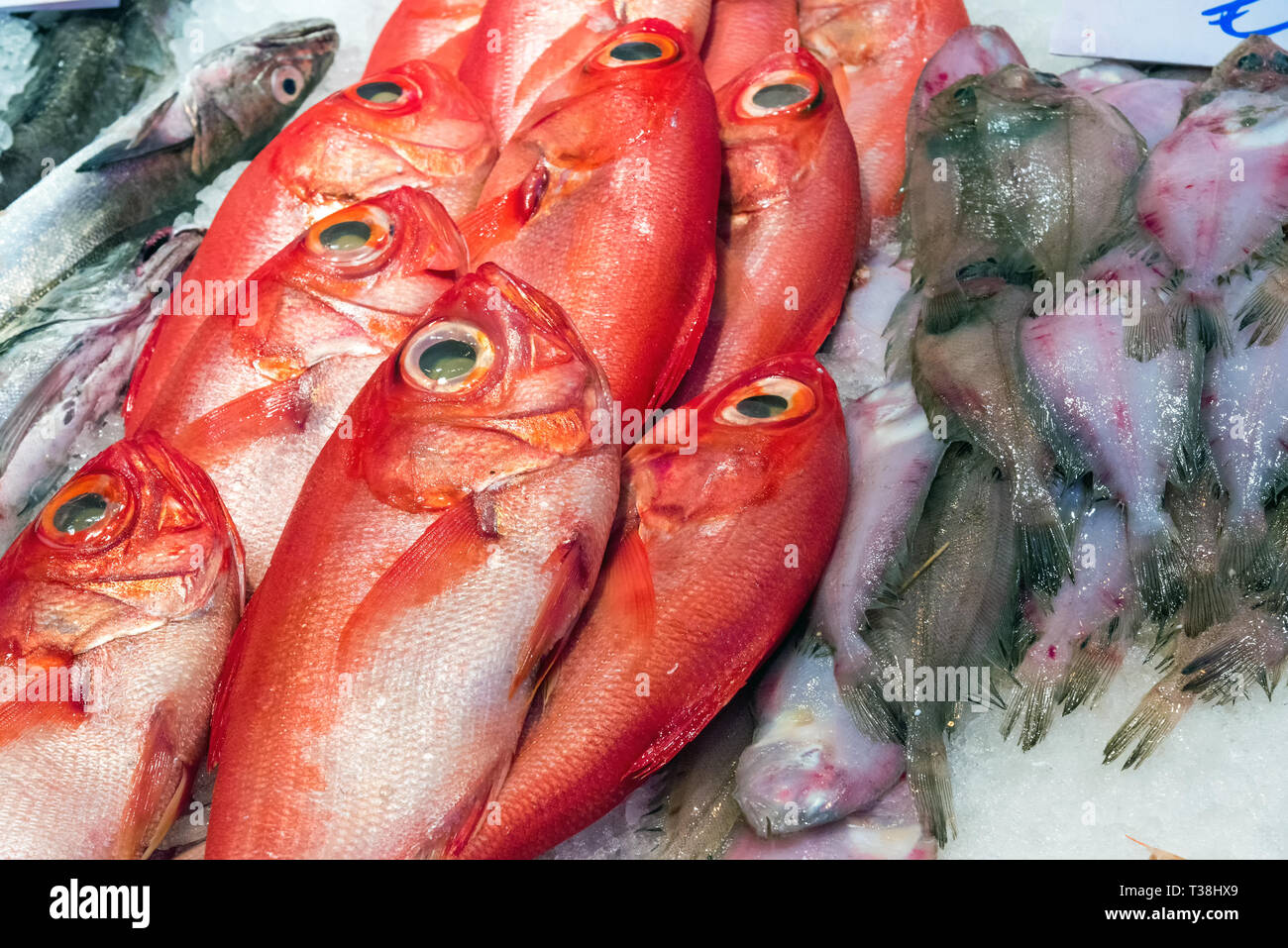 Alfonsín hi-res stock photography and images - Alamy