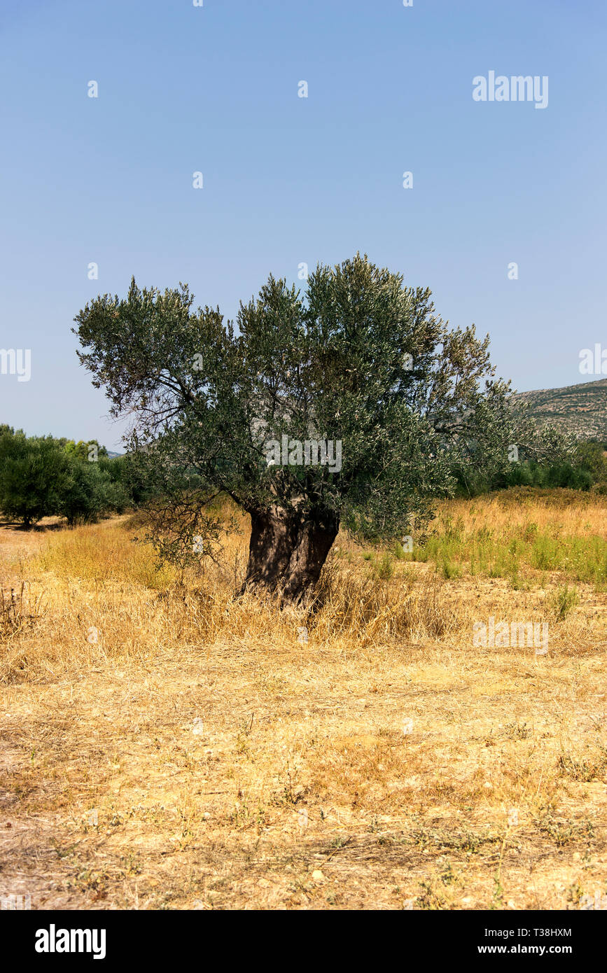 One Olive tree in nature Stock Photo - Alamy