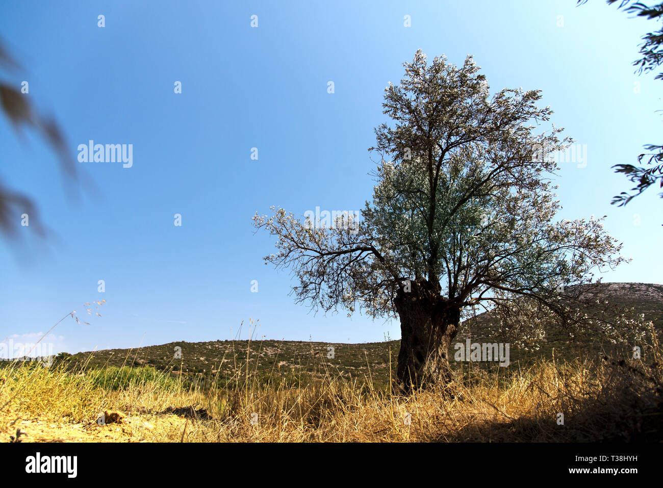 One olive tree hi-res stock photography and images - Alamy