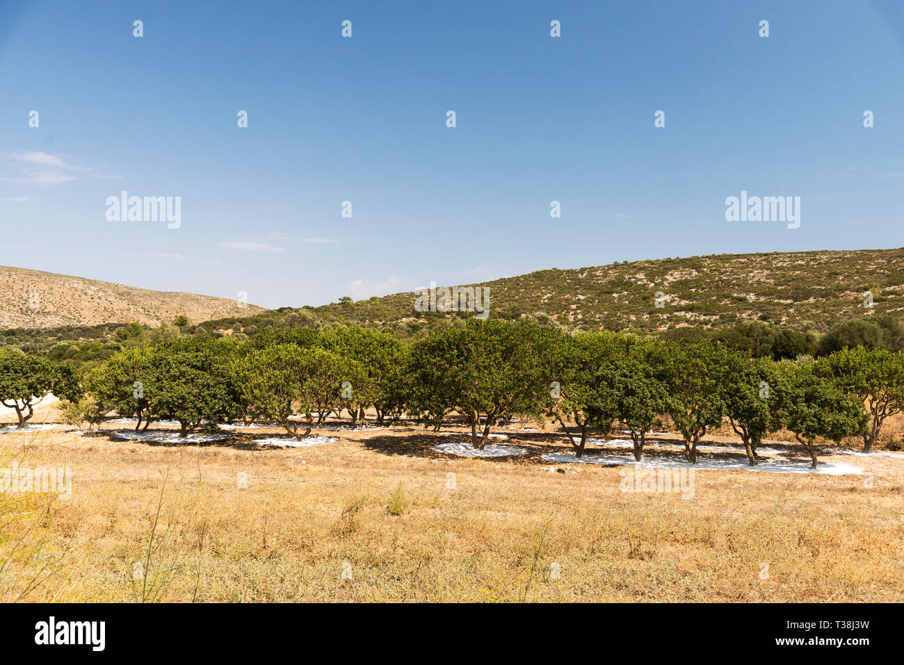 Mastic trees in Mastic field at Chios Island Greece Stock Photo - Alamy