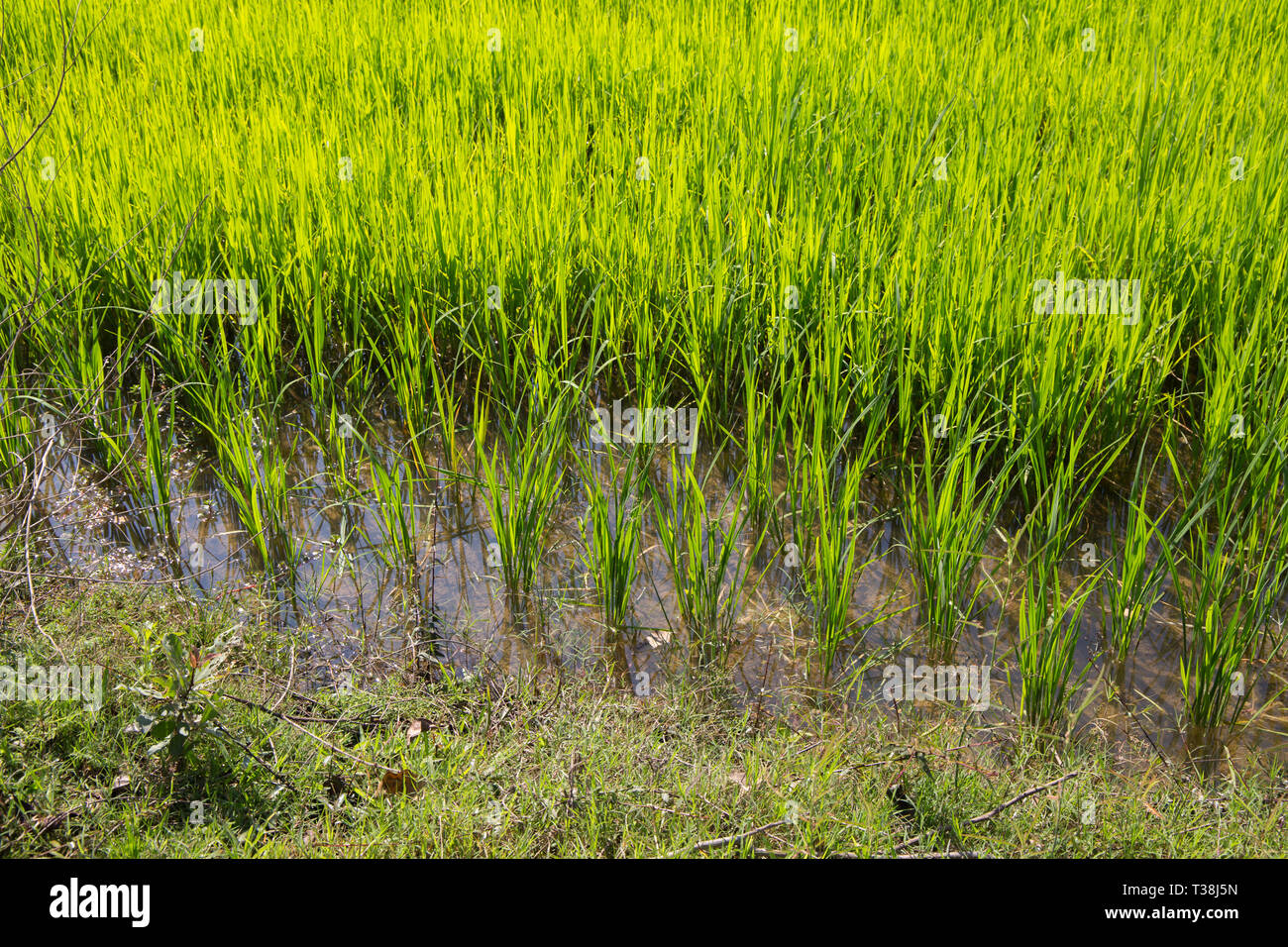 Rice fields young in hi-res stock photography and images - Alamy